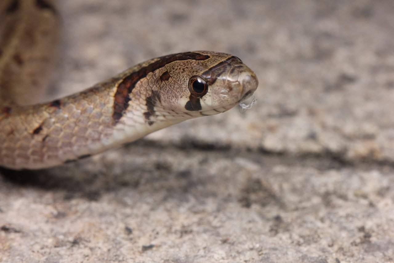 Live Snake Discovered Onboard Flight to Bangkok - Animals Around The Globe
