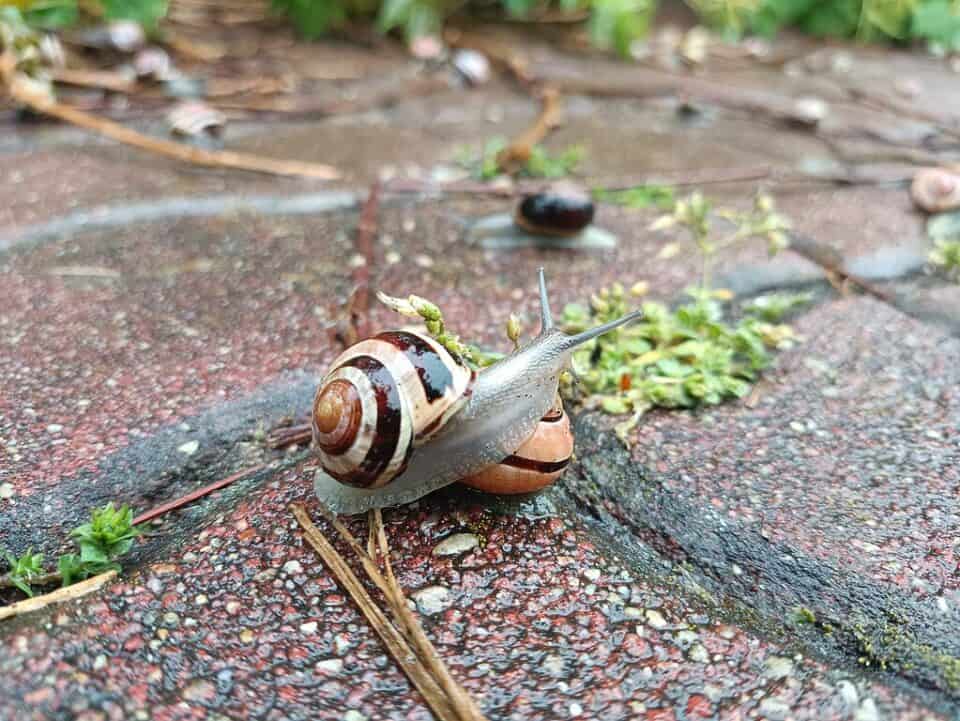 In the Slow Lane: Unraveling the Secrets of Snail Movement - Animals ...