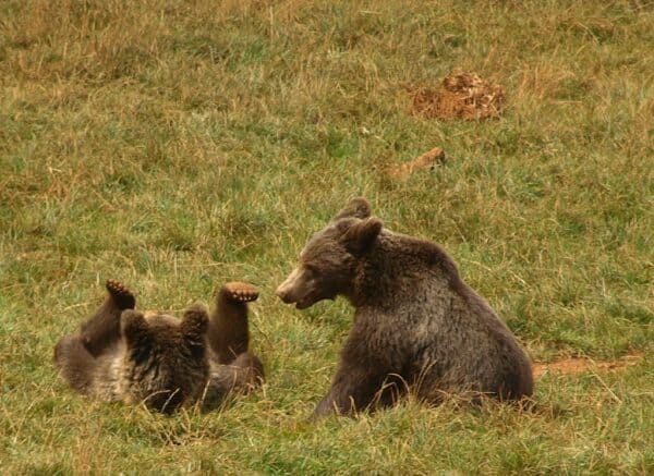 How Fast Can a Bear Run? It’s Faster Than You Think