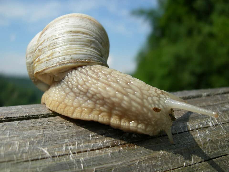 In the Slow Lane: Unraveling the Secrets of Snail Movement - Animals ...