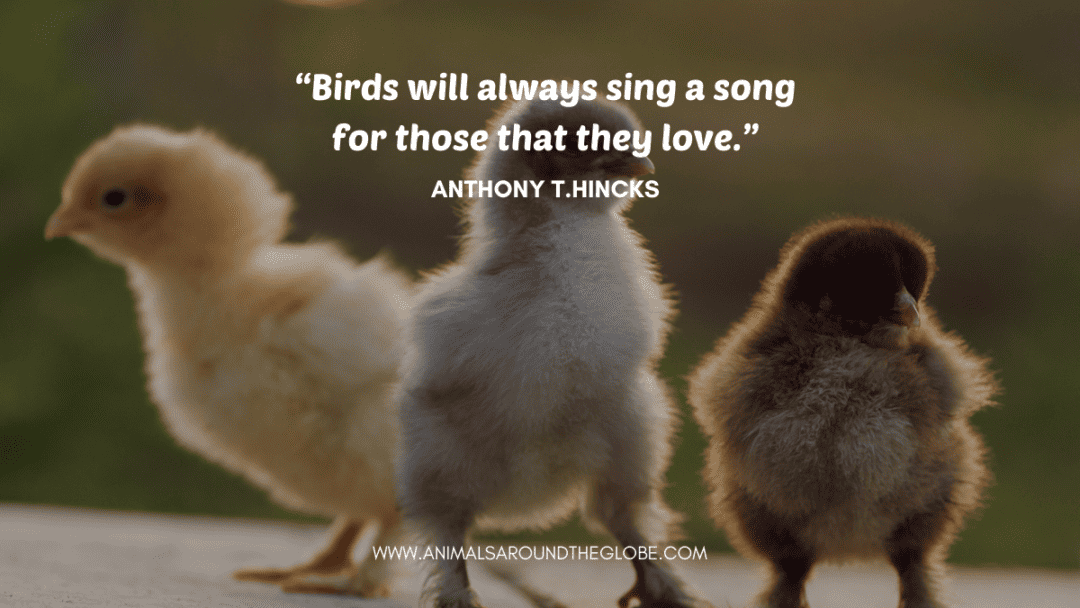 17 Animal Quotes That Will Inspire You - Animals Around The Globe