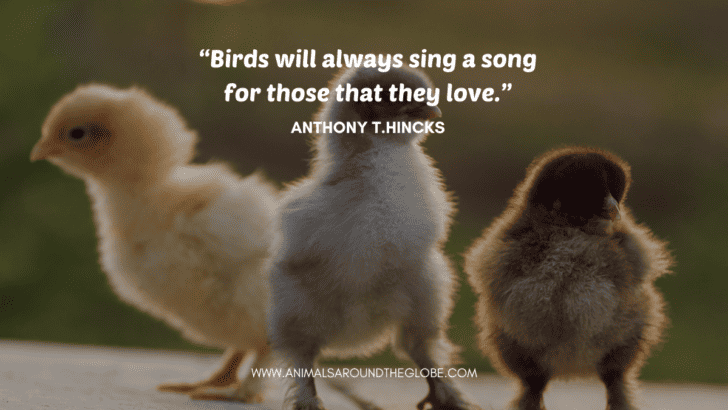 17 Animal Quotes That Will Inspire You - Animals Around The Globe