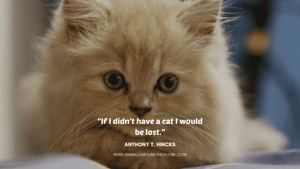 17 Animal Quotes That Will Inspire You - Animals Around The Globe