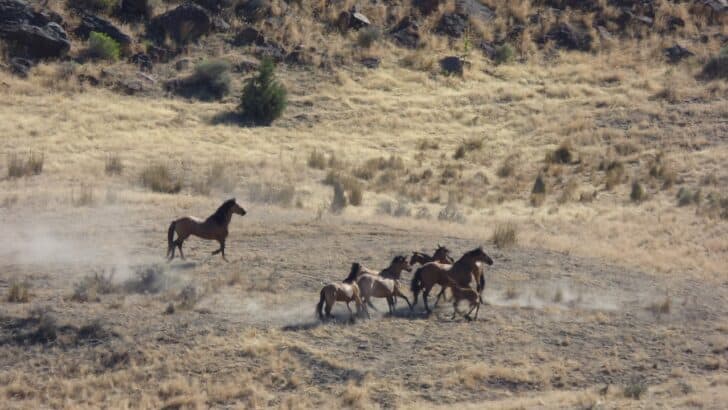 How Wild Horses Choose Their Leaders - Animals Around The Globe