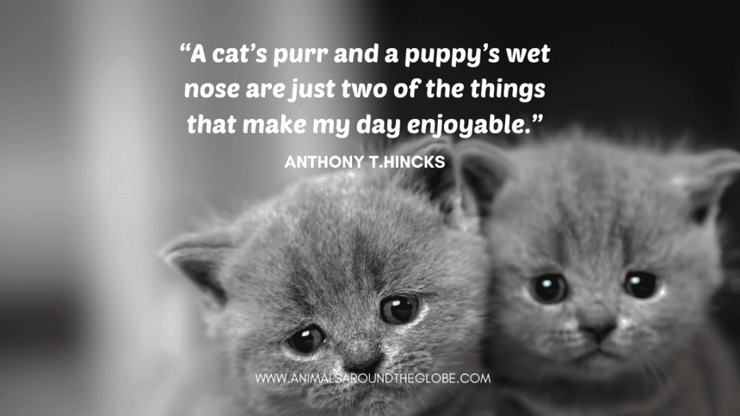 17 Animal Quotes That Will Inspire You - Animals Around The Globe