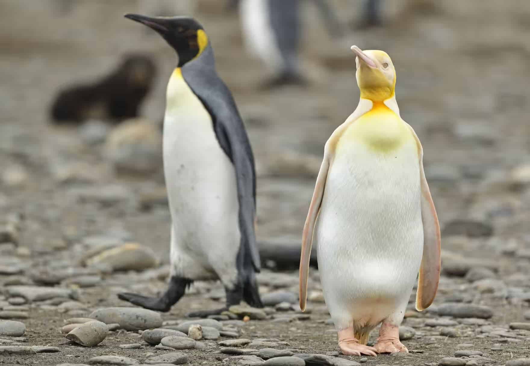 Rare Yellow King Penguin Spotted in Antarctica - Animals Around The Globe