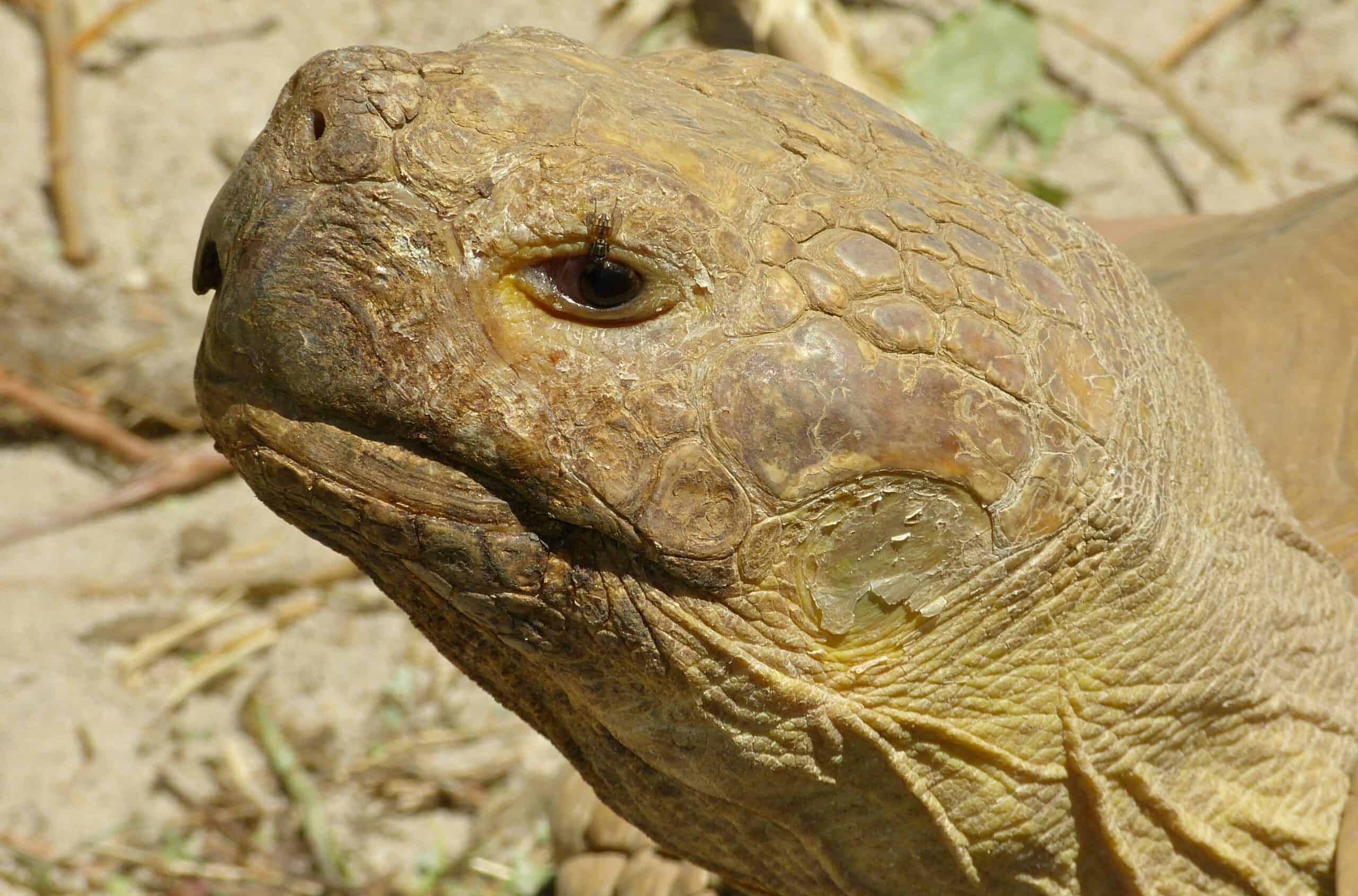 Meet the African Spurred Tortoise - Animals Around The Globe
