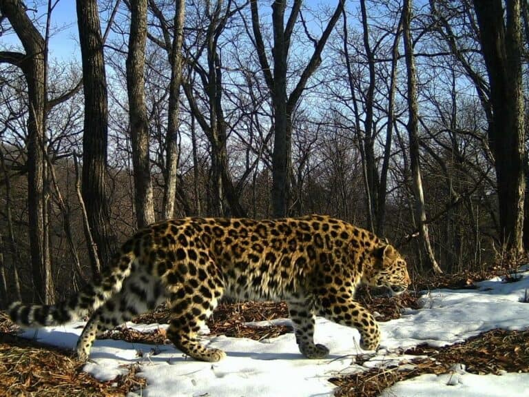 Preserving the Majestic Amur Leopard on the Brink of Extinction ...