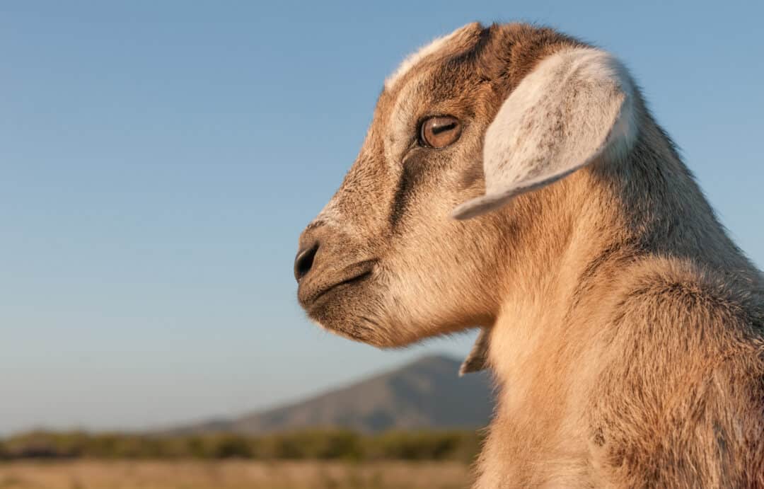 Goats Are Way Smarter Than You May Have Thought - Animals Around The Globe
