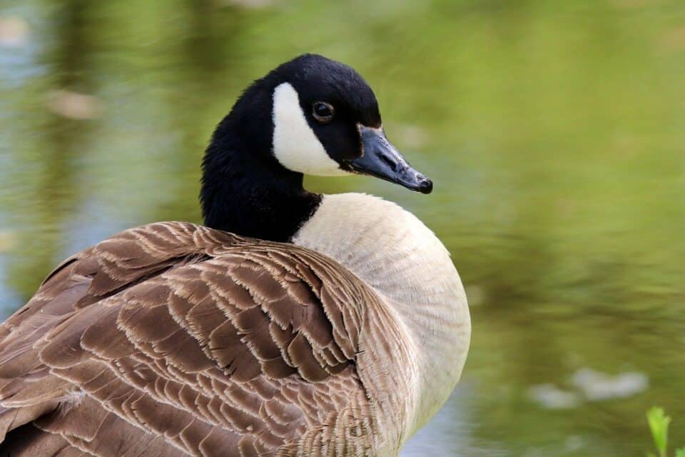 Meet The 20 Most Popular Animals Of Ohio - Animals Around The Globe