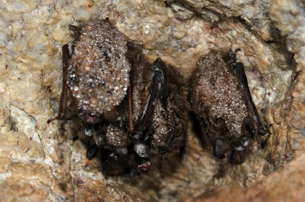 Bats Hunt in Complete Darkness Using a Skill That Works Like Sonar