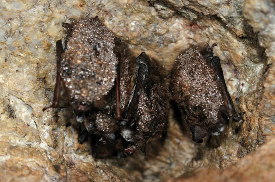 Bats Hunt in Complete Darkness Using a Skill That Works Like Sonar