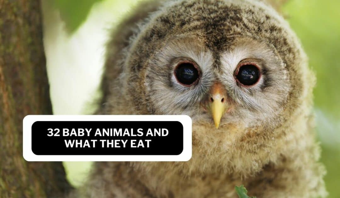 32 Cute Baby Animals and What They Eat - Animals Around The Globe
