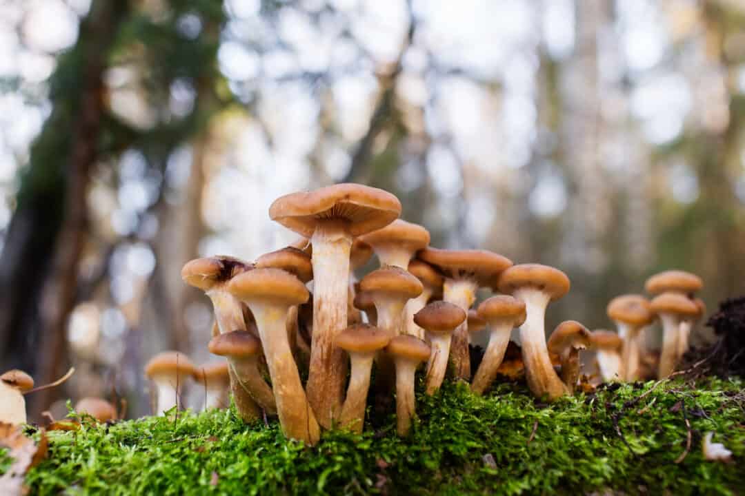 Meet The Largest Fungus in the World - Animals Around The Globe
