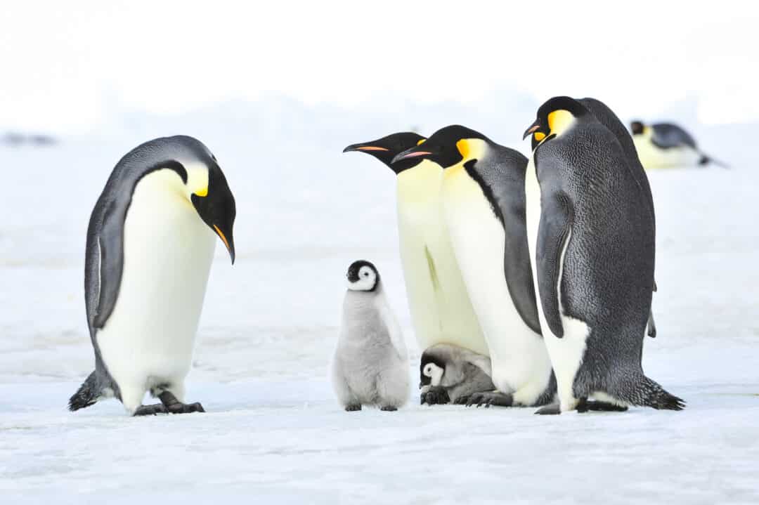 Discover 14 Animals That Can't Jump - Animals Around The Globe
