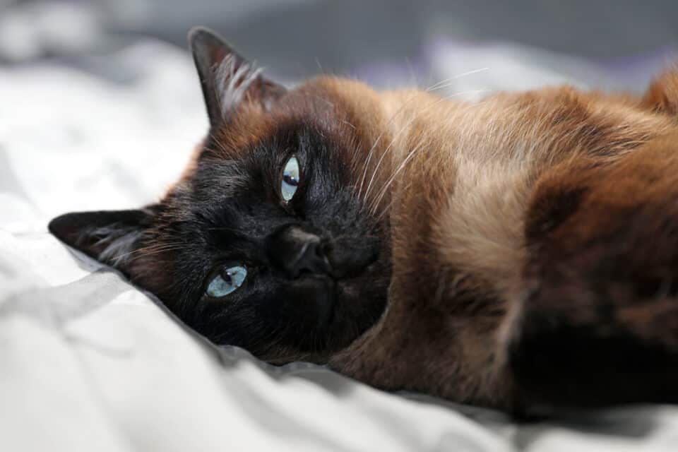 Cats - Breeds, Types and Facts
