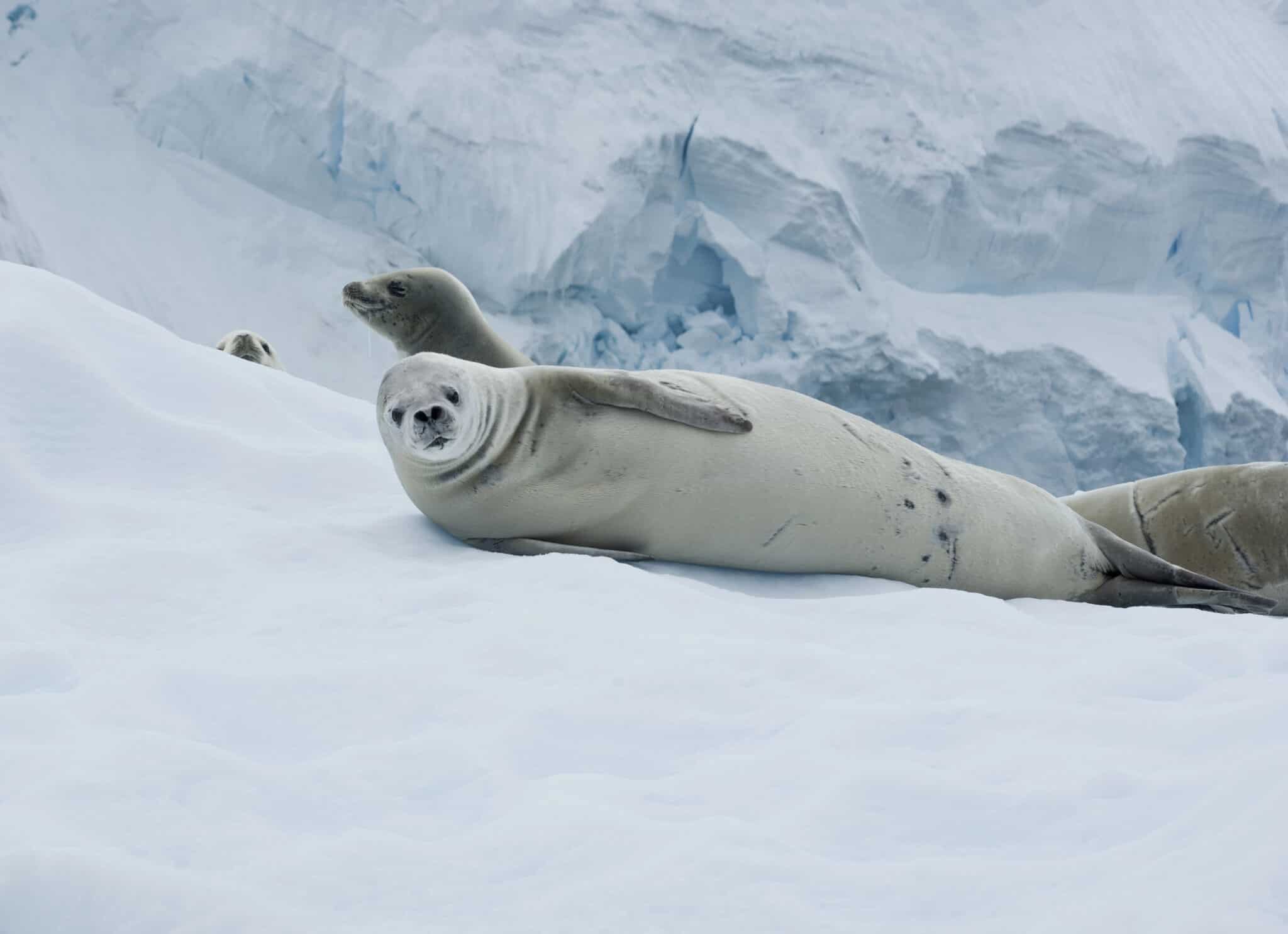 The Enigmatic World of Crabeater Seals: A Closer Look - Animals Around ...