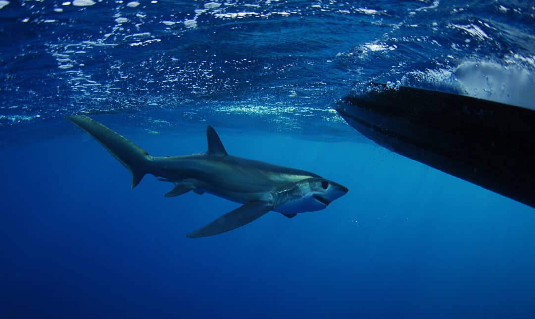 From Florida to Hawaii: Seals Diminishing, Shark Attacks Rising ...