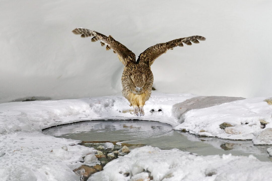 How Owls Fly Without Making a Sound - Animals Around The Globe