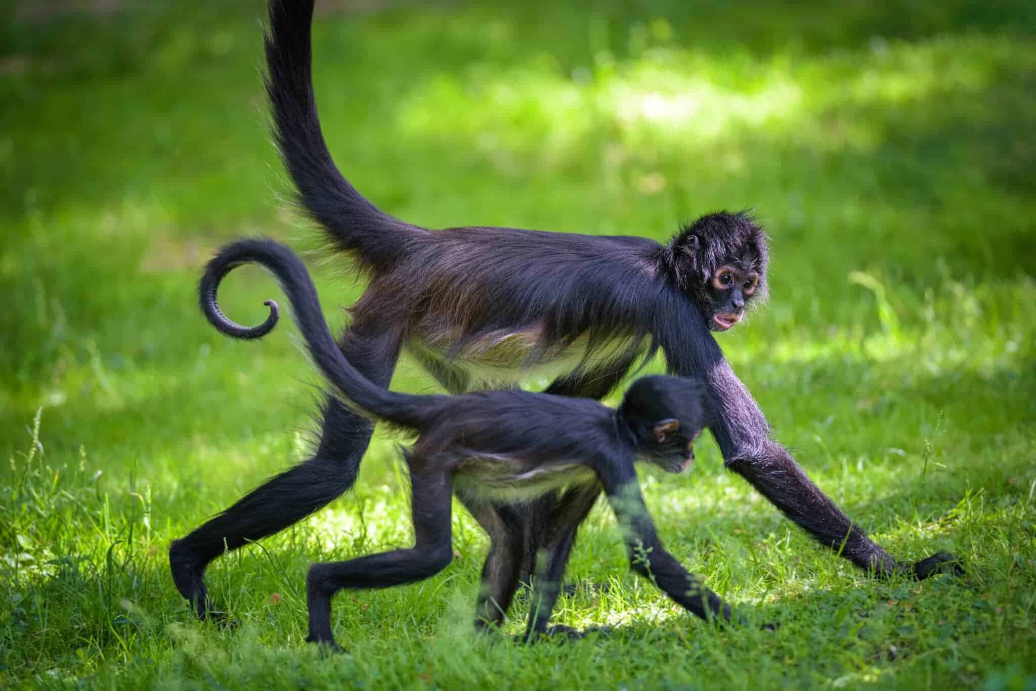 Monkey Shoots Some Hoops with a Melon - Animals Around The Globe