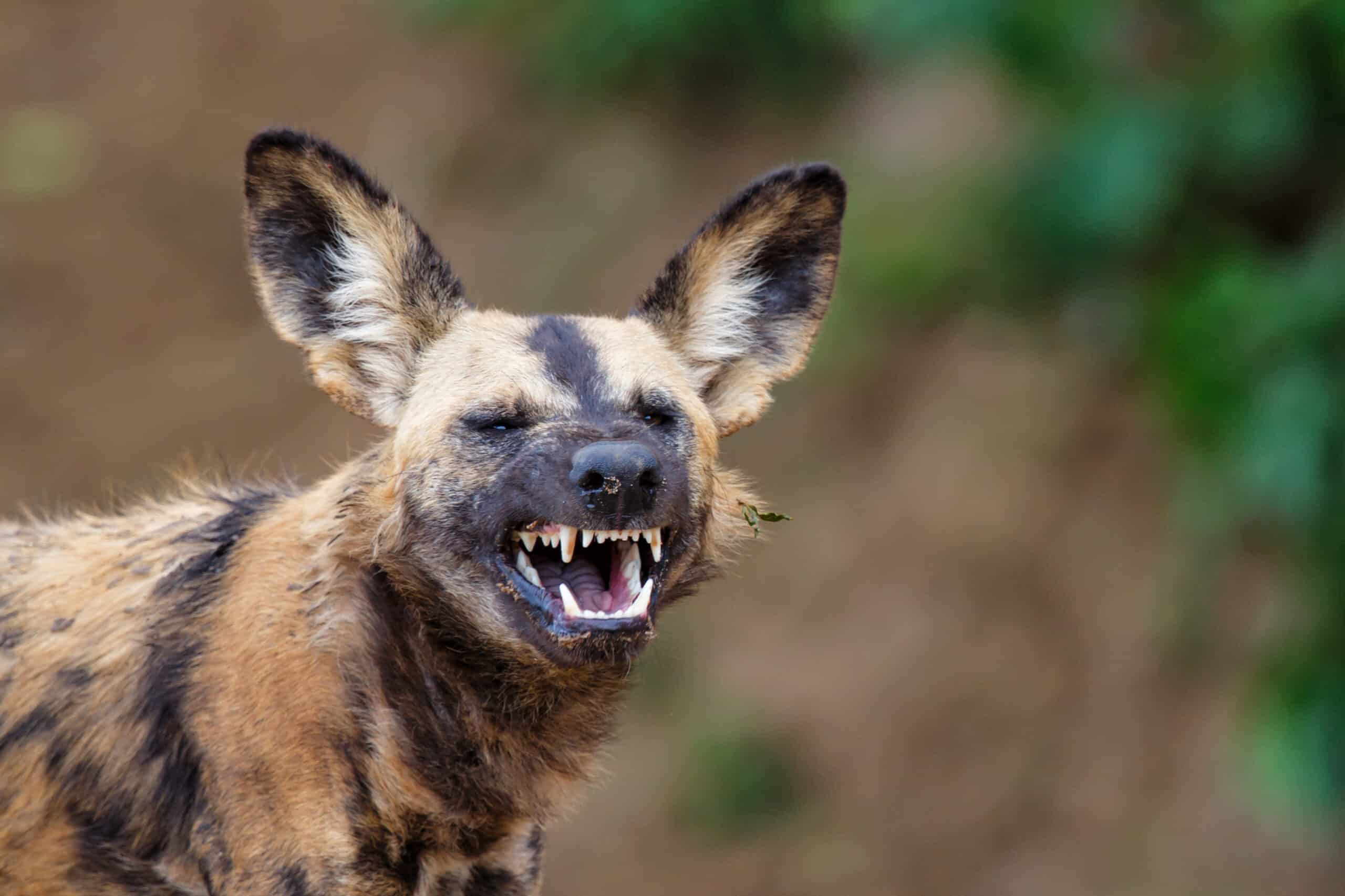 How Aggressive Are Hyenas? - Animals Around The Globe