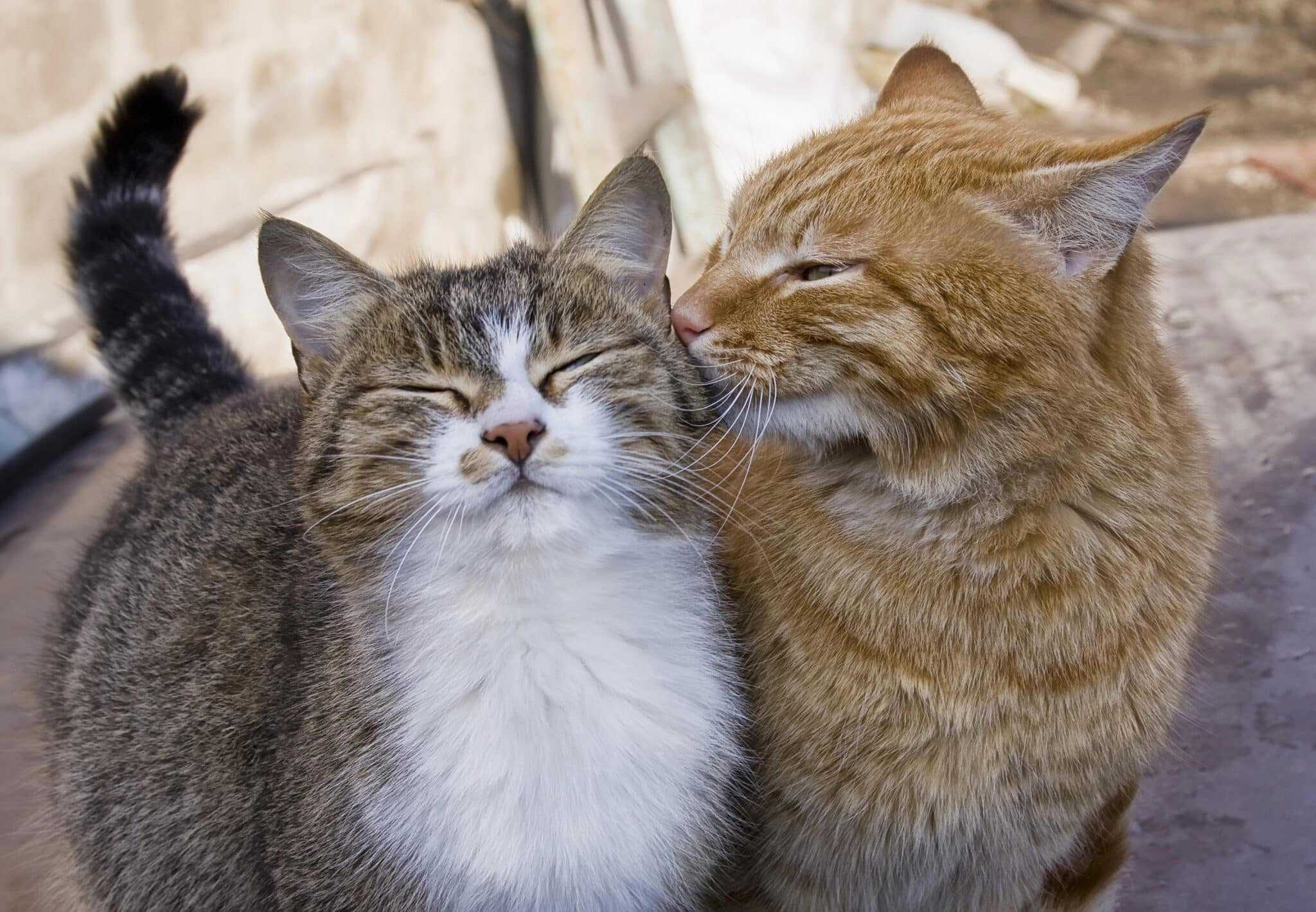The Evolution of Cats: How They Adopted Us - Animals Around The Globe