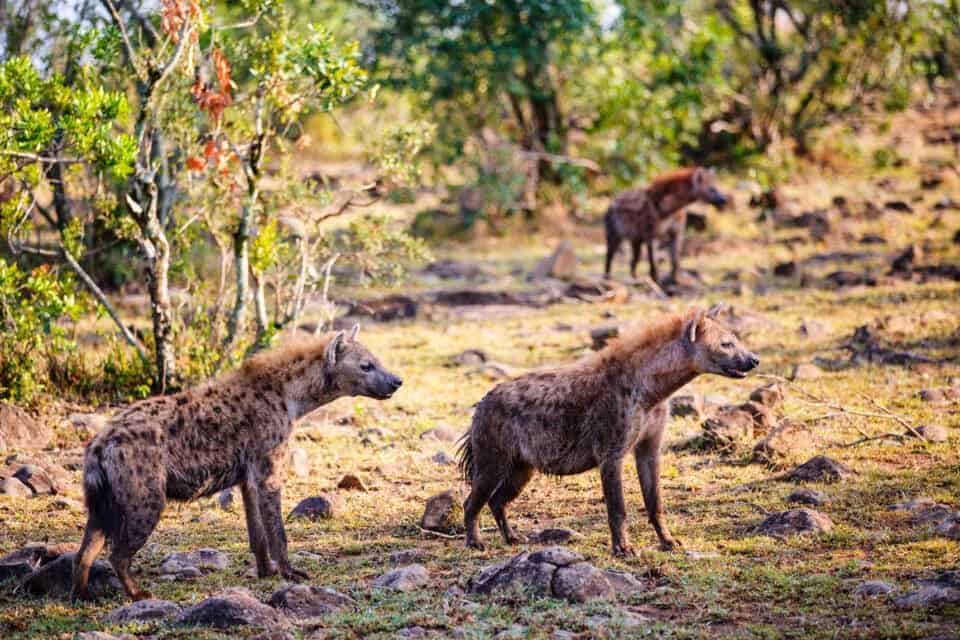 The Scavenger’s Strength: Why Hyenas Can Be Deadly