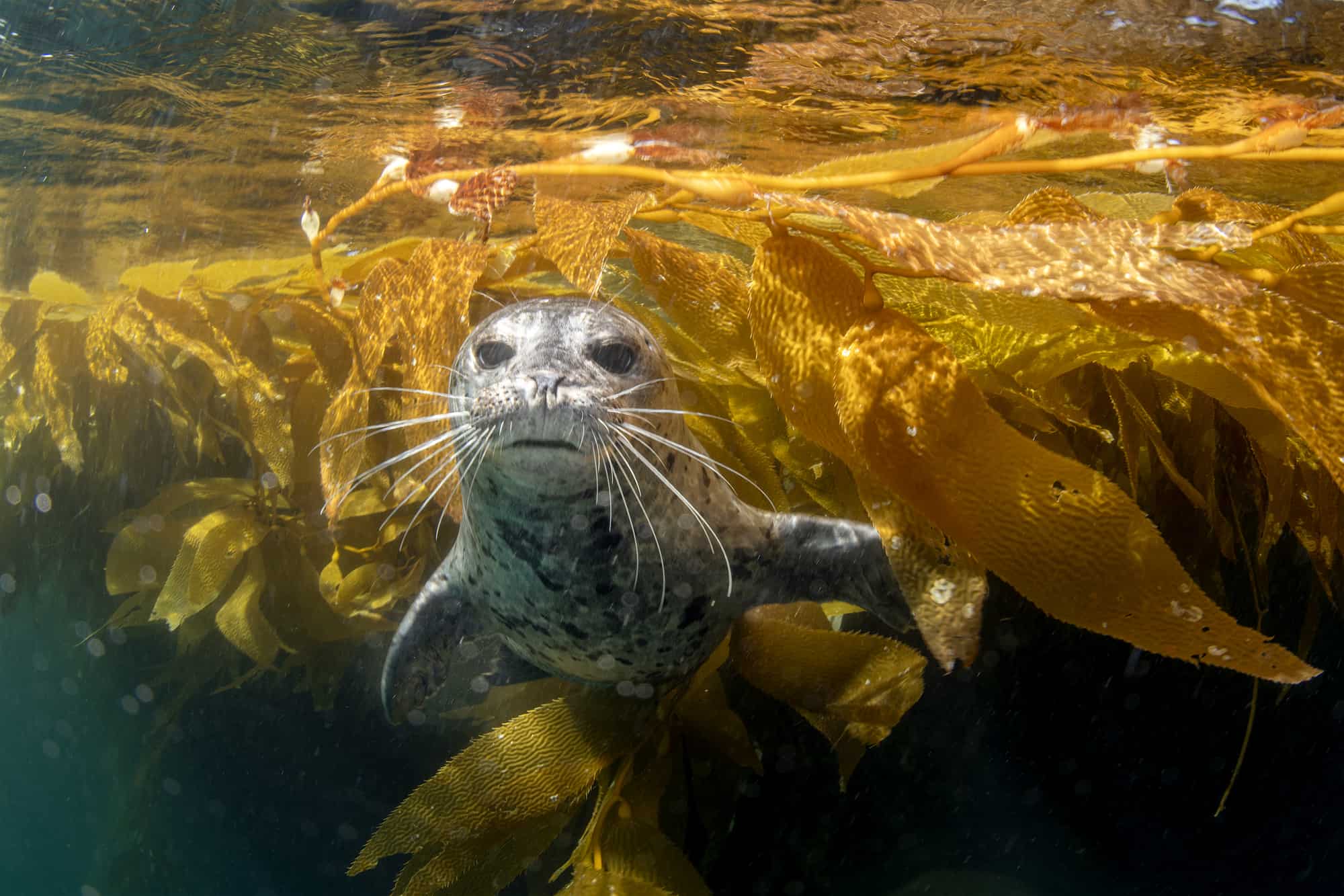 Animals That Live In Kelp Forests - Animals Around The Globe