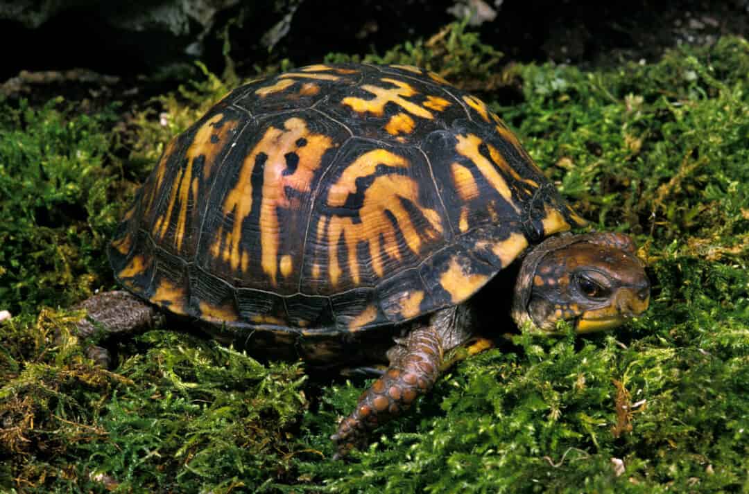 Meet The 20 Most Popular Animals Of Michigan - Animals Around The Globe