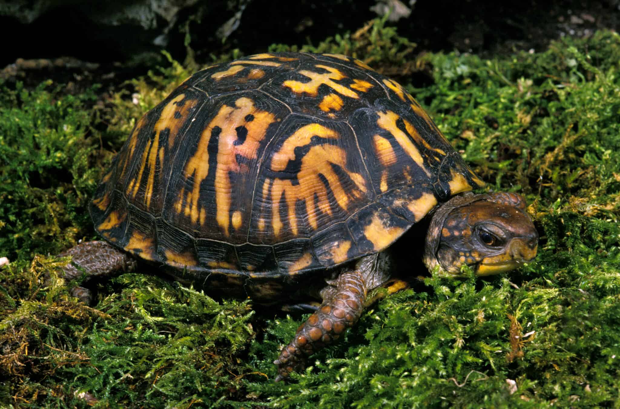 Meet The 20 Most Popular Animals Of Michigan - Animals Around The Globe