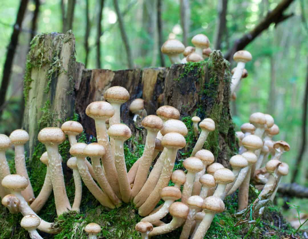 Meet The Largest Fungus in the World - Animals Around The Globe