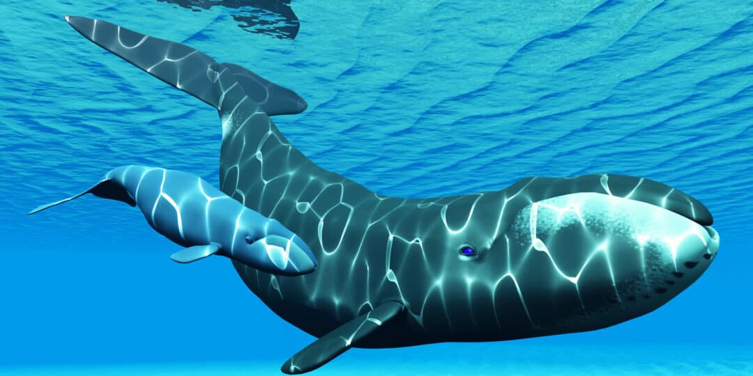 32 Animals with the Longest Lifespan - Animals Around The Globe