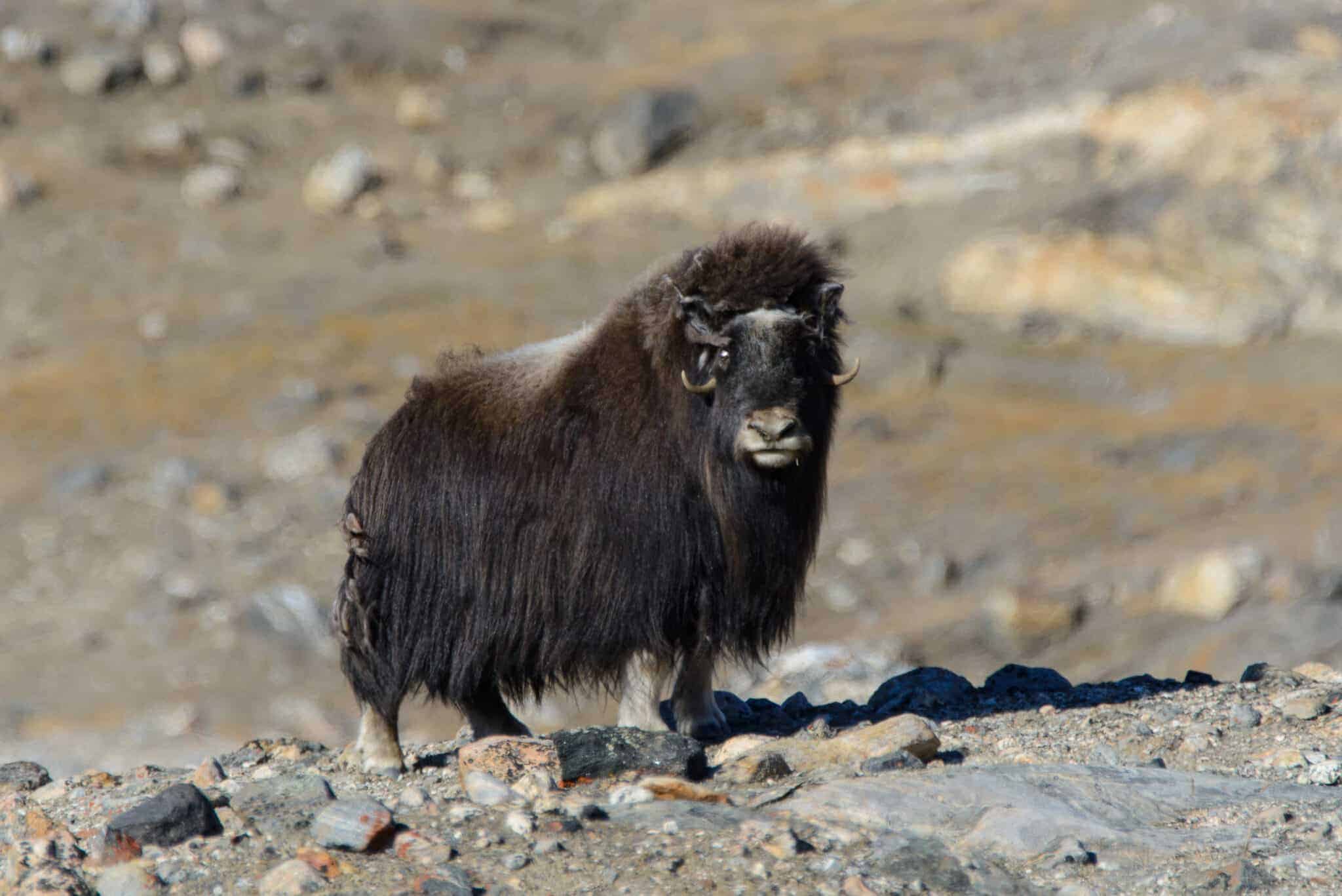 This Arctic Creature Has the Warmest Natural Coat in the Animal Kingdom