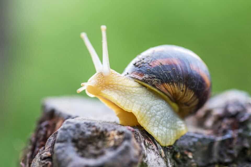 In the Slow Lane: Unraveling the Secrets of Snail Movement - Animals ...