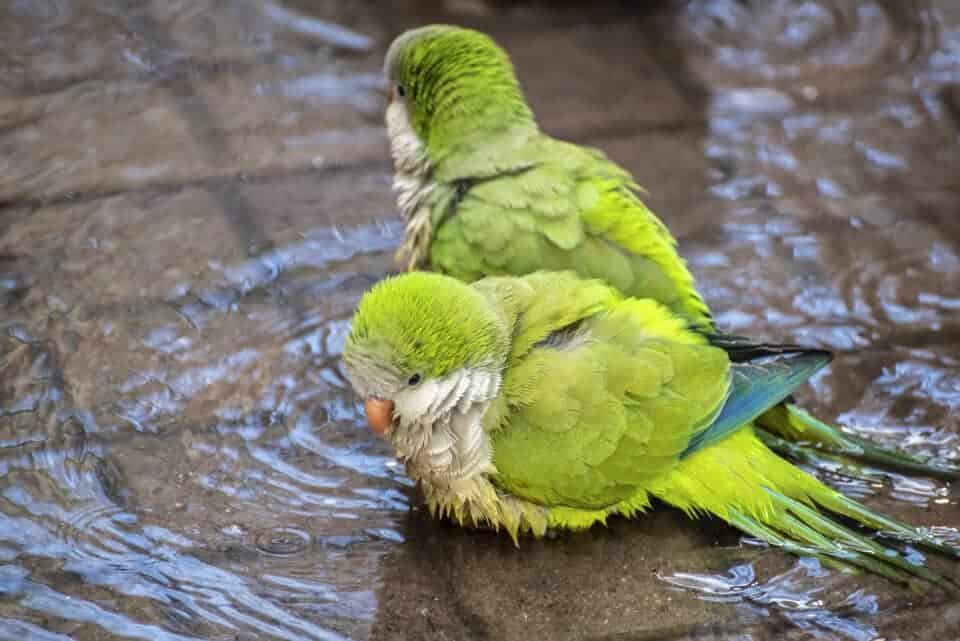 Watch: Parrot Works At A Spanish Café - Animals Around The Globe