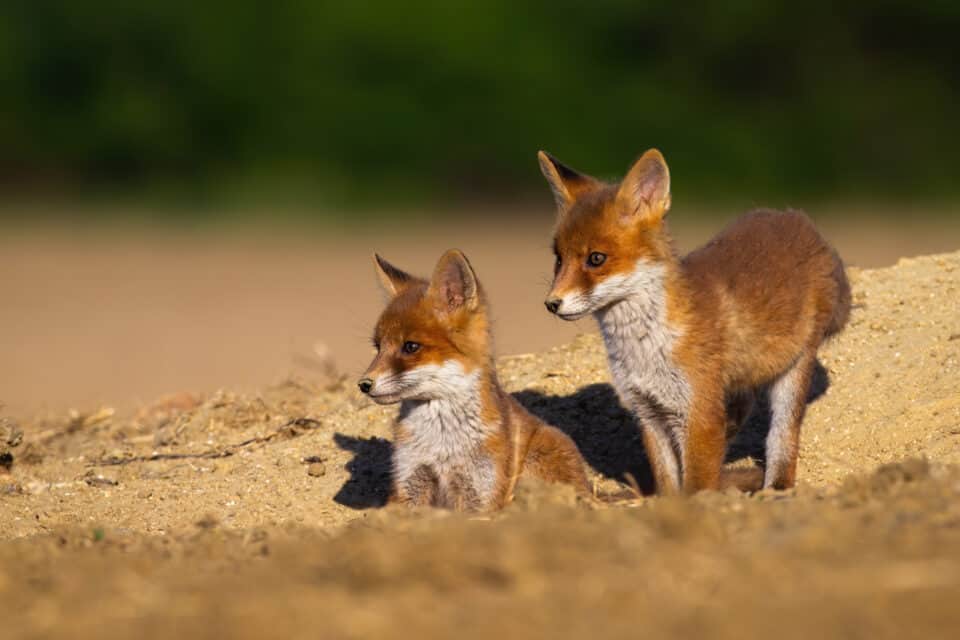 Do Foxes Mate for Life? Inside Their Family Structure