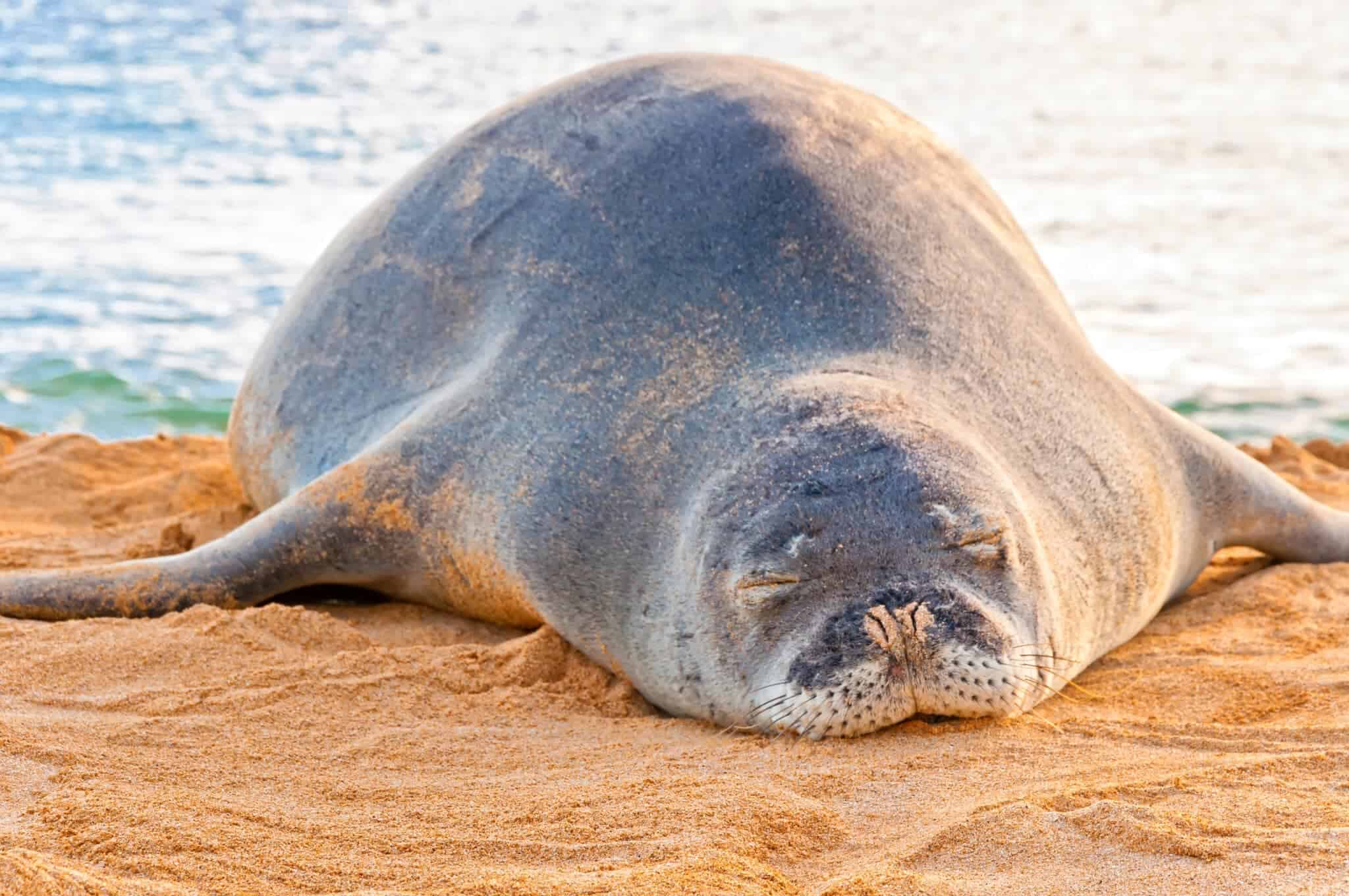 The Top 5 Most Dangerous Animals in Hawaii - Animals Around The Globe
