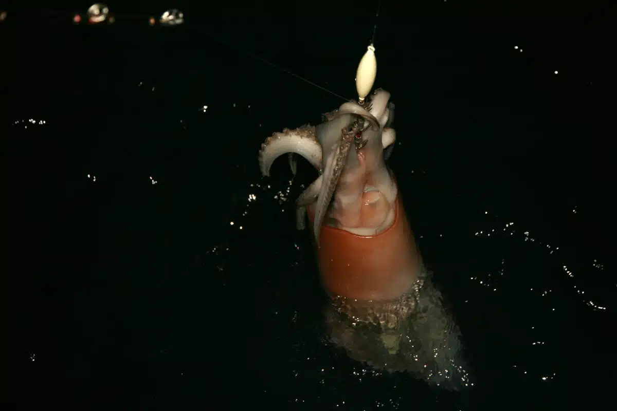 The Most Colossal Squid Ever Caught in U.S. Nets