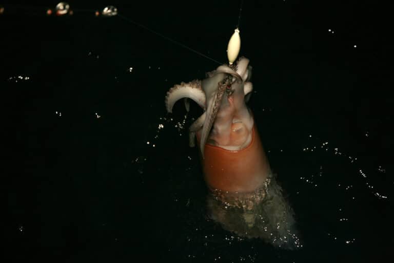 Watch How the Deadliest Squid in the World Bites Diver - Animals Around ...