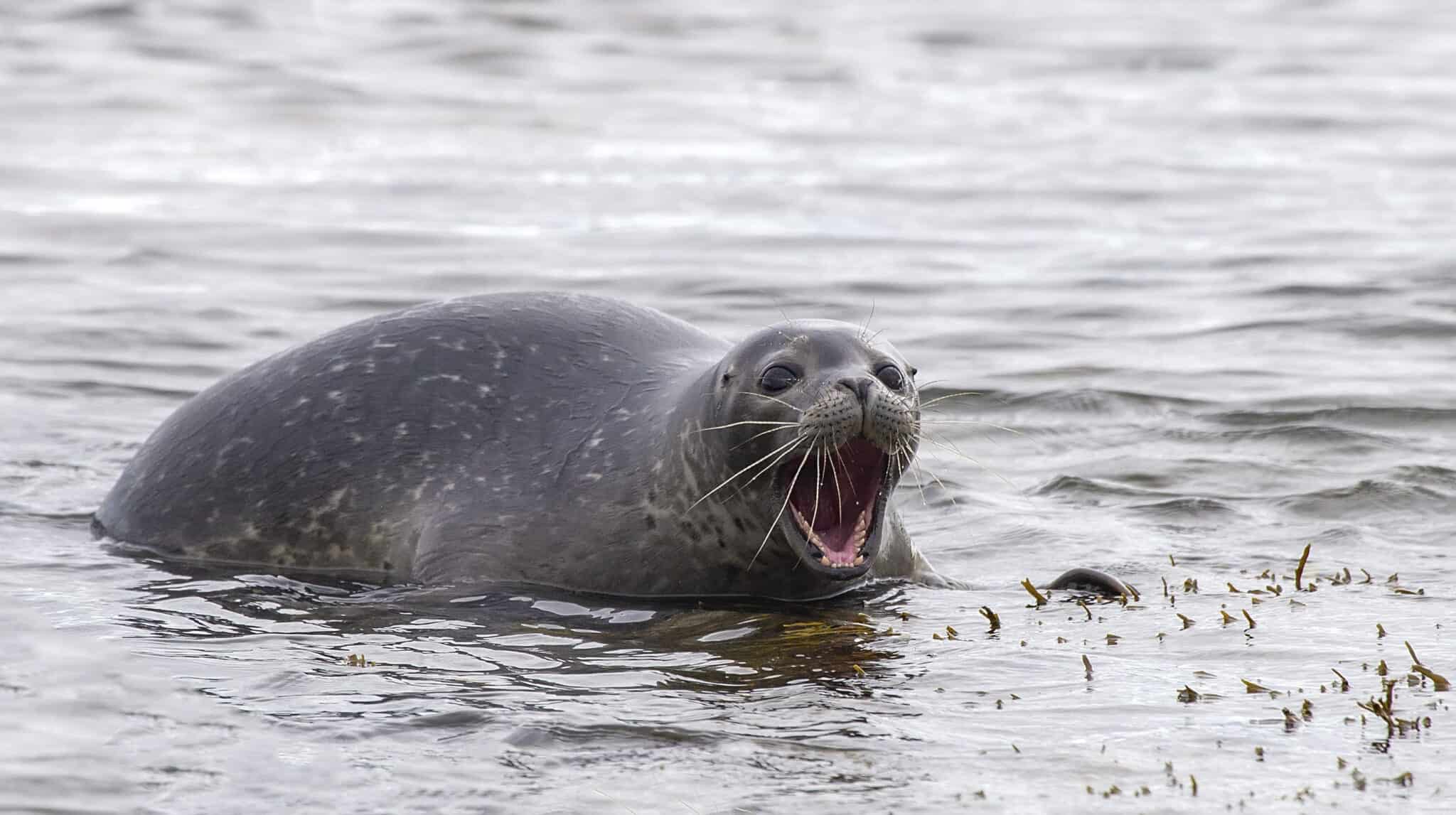 The Wonders of Norwegian Sea Life - Animals Around The Globe