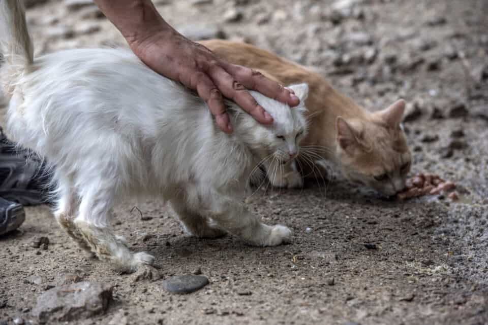 Syria's Animal Rescuers: 1,300 Animals Saved After 2023 Earthquake ...