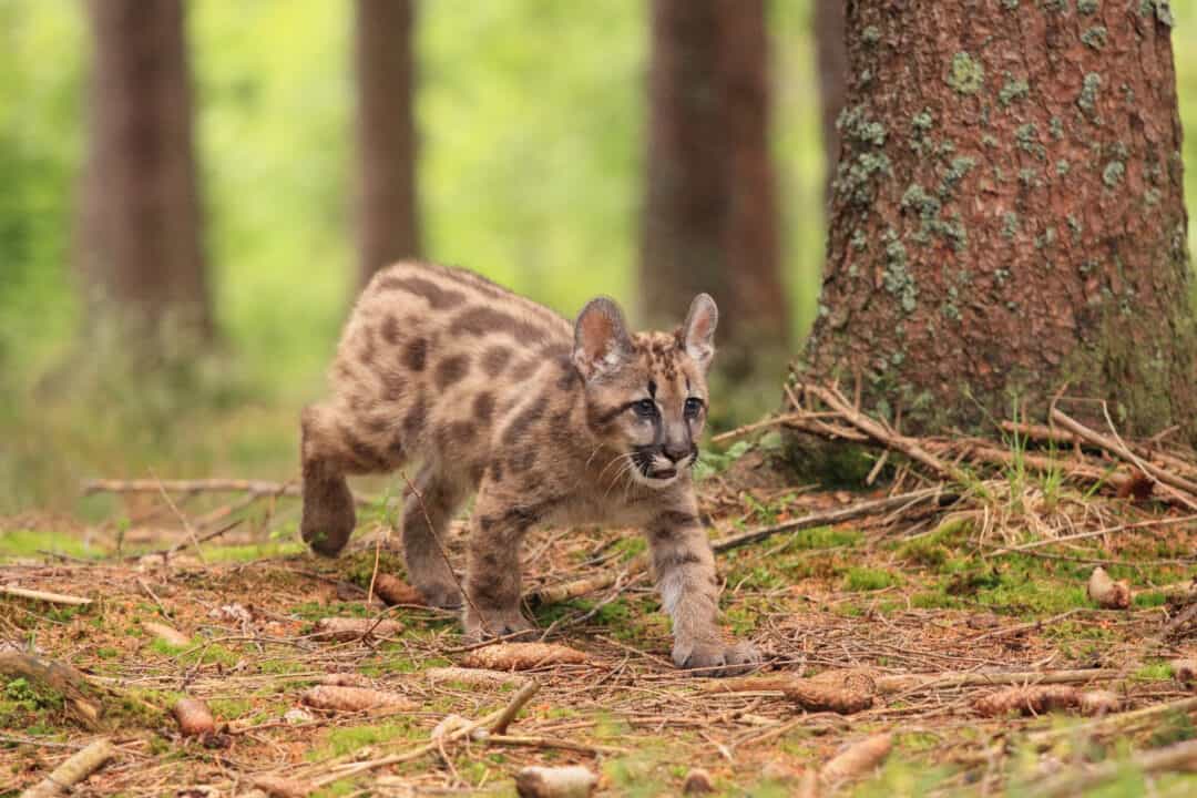 Animals That Call Mount Rainier National Park Home - Animals Around The ...