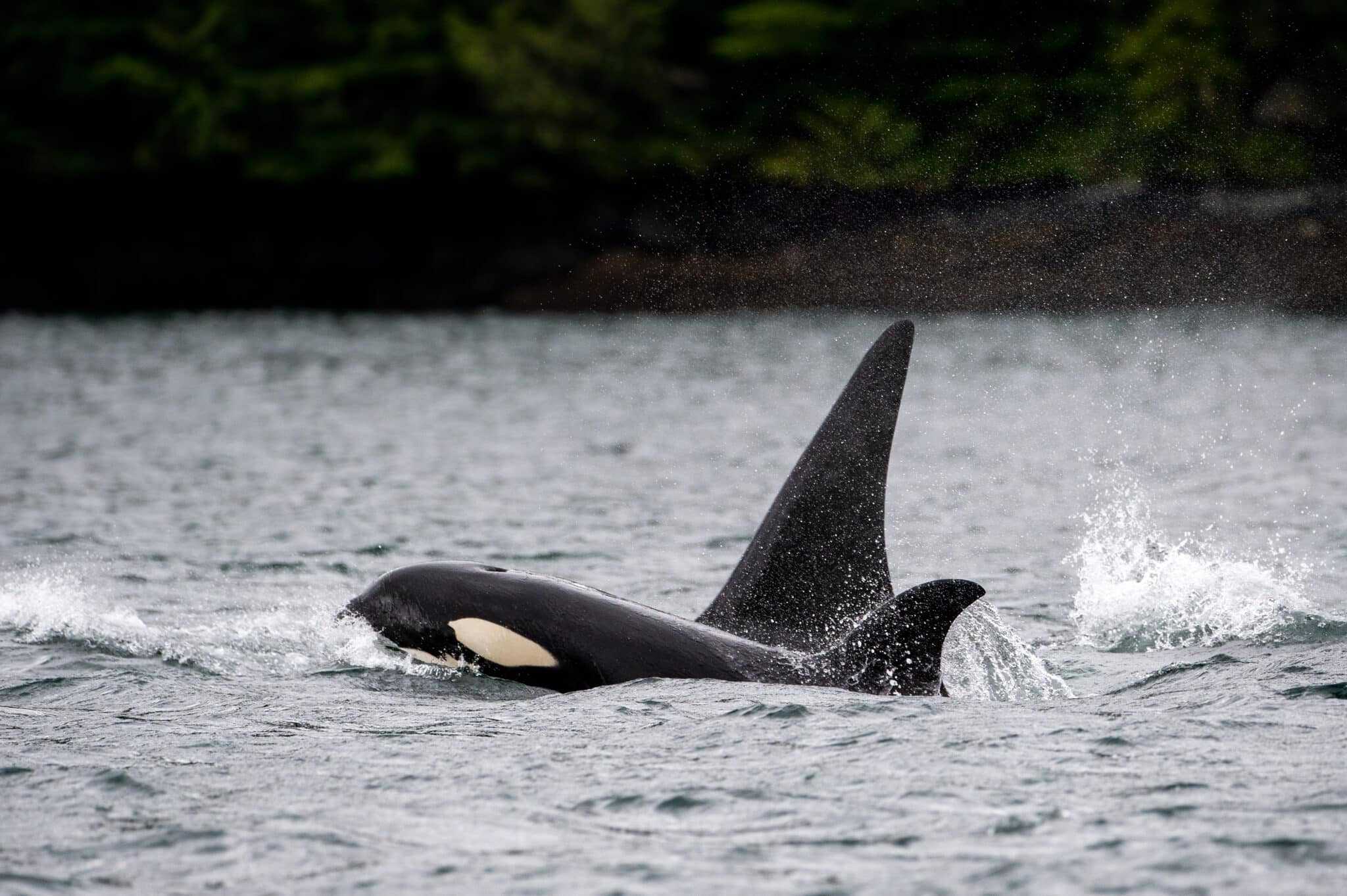 Rare Footage Of Humpback Whales Attempt To Disrupt A Killer Whale Hunt ...