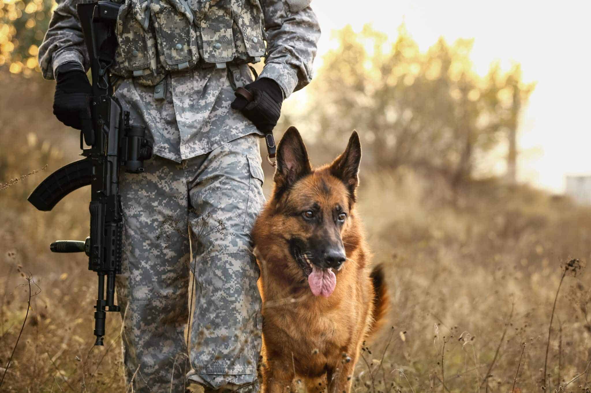 German Shepherd Rescues Child From Dog Attack - Animals Around The Globe