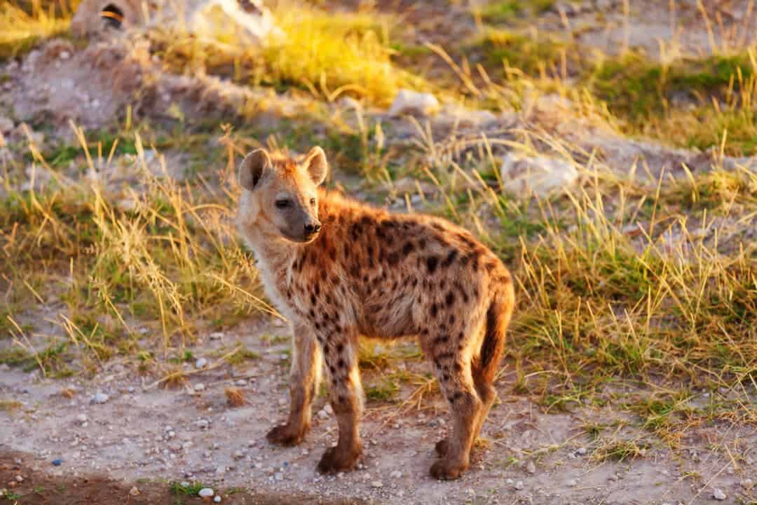 How Aggressive Are Hyenas? - Animals Around The Globe