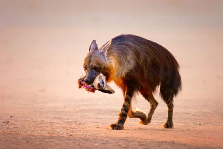 41 Animals That Eat Gross Things - Animals Around The Globe