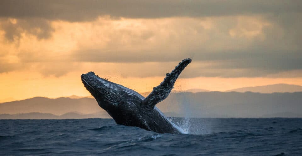 The Wonders of Norwegian Sea Life - Animals Around The Globe