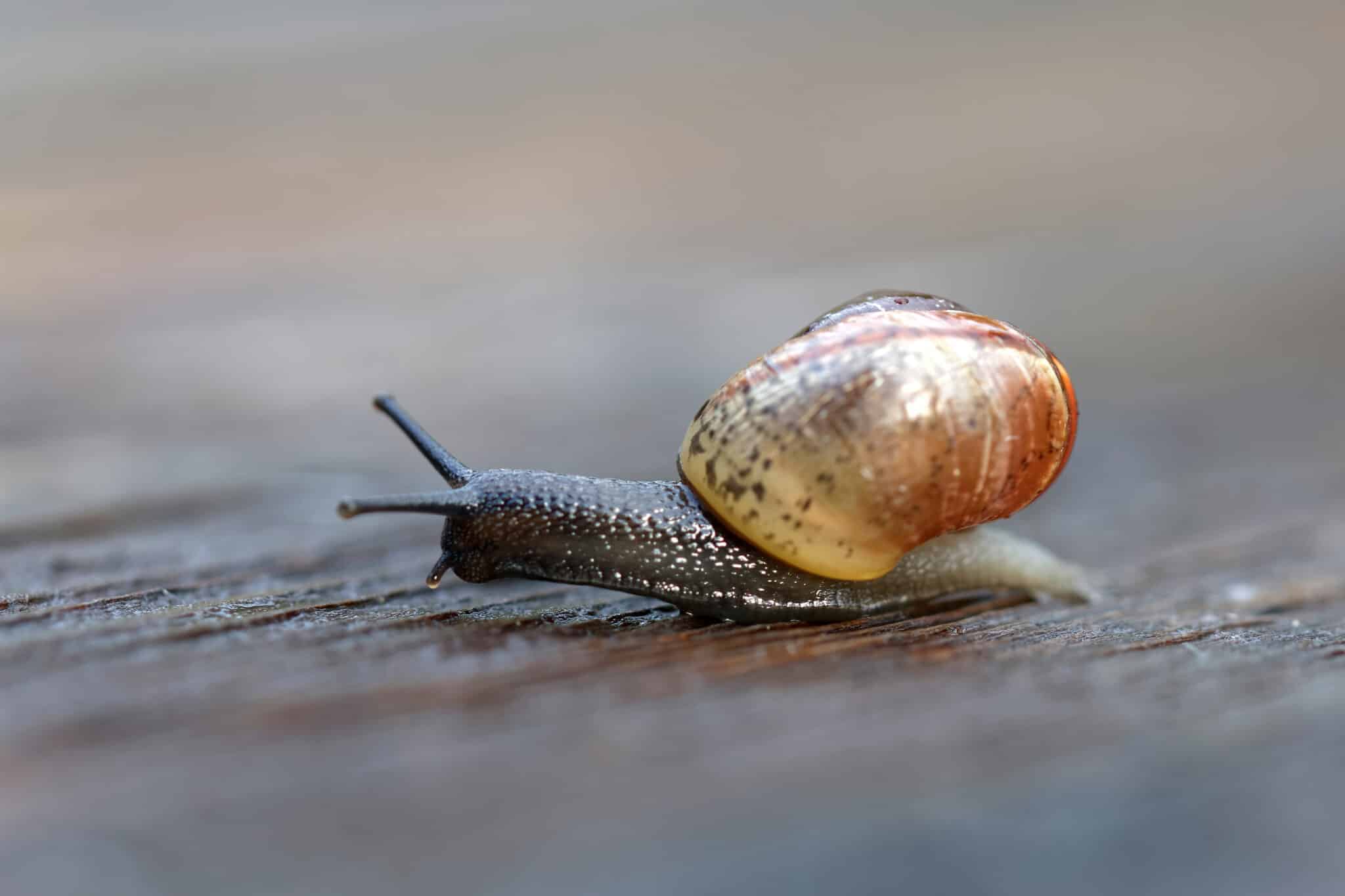 In the Slow Lane: Unraveling the Secrets of Snail Movement - Animals ...