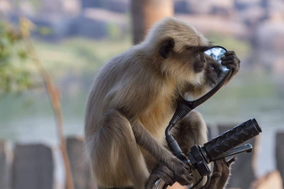 How Monkeys in India Are Adapting to Urban Life - Animals Around The Globe