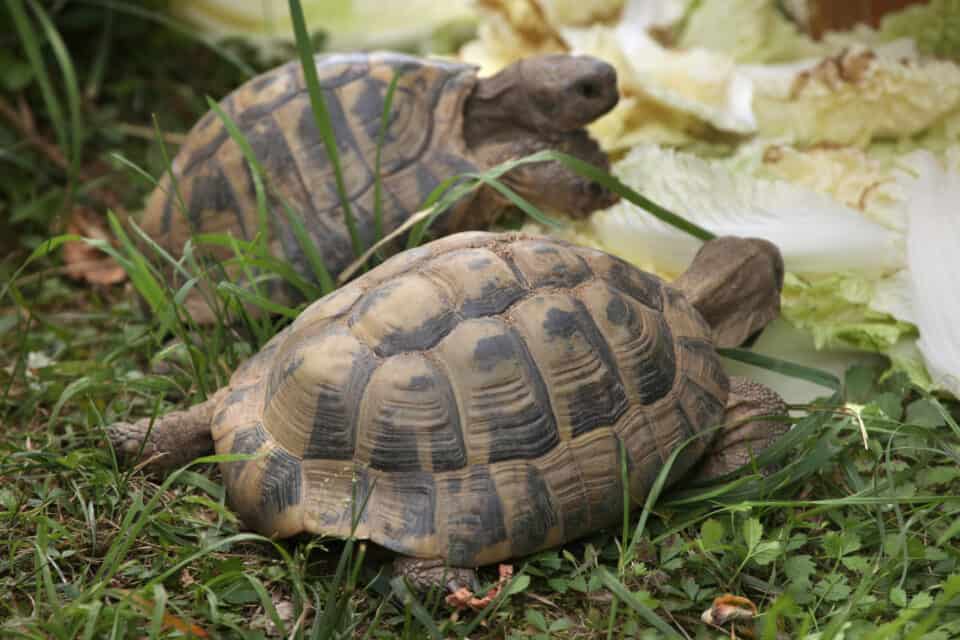 Painted turtle shells? Discover why it's a bad idea.